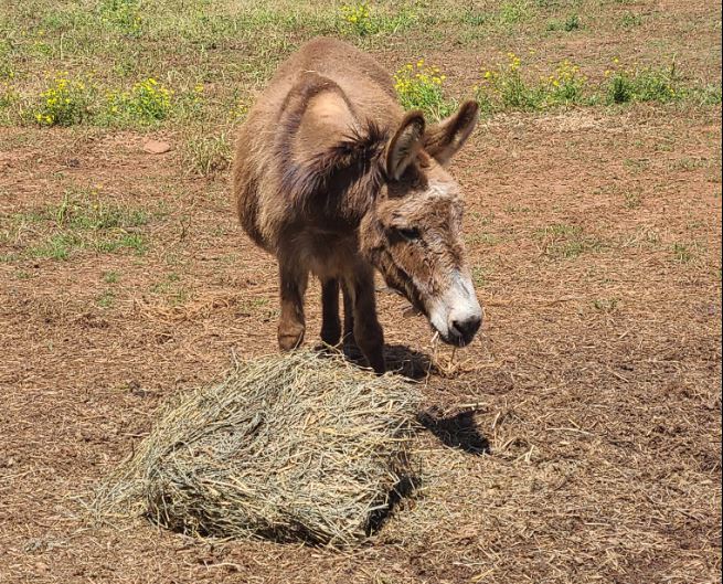 Daisy The Blind Donkey - Stateline All Animal Rescue